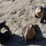 Premium 2 Day Kangaroo Island Minibus Tour from Adelaide - FAQ