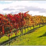 Premium 4 -Best Wineries Napier Hawke's Bay Tour, 5.5h - 6Hours - What Do Previous Travelers Say?