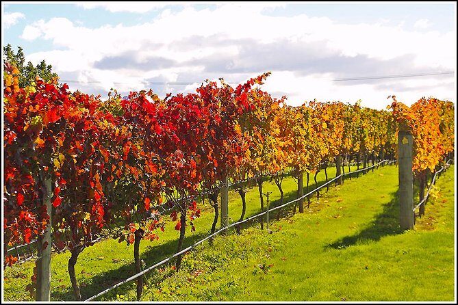 Premium 4 -Best Wineries Napier Hawke's Bay Tour, 5.5h - 6Hours - What Do Previous Travelers Say?