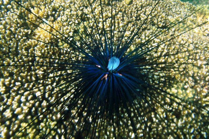 Premium Family Snorkeling Experience - Practical Tips for Your Snorkeling Day