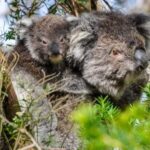 Premium Great Ocean Road Small Group Tour, 12 Apostles - Final Thoughts