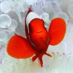 Premium Guided Dive Trip - Outer Great Barrier Reef - Introduction: Why This Tour Could Be Your Next Great Adventure