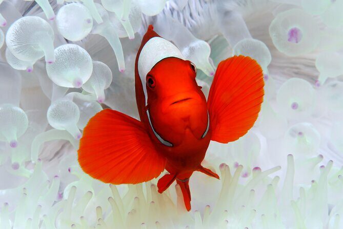 Premium Guided Dive Trip - Outer Great Barrier Reef - Introduction: Why This Tour Could Be Your Next Great Adventure