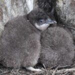 Premium Small Group Philip Island eco Tour - Transportation, Group Size, and Price