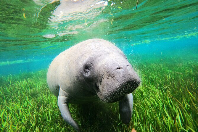 Preseason Special Snorkeling with Manatees Experience - Final Thoughts