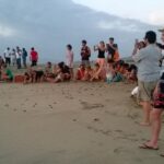 Preserving Baby Sea Turtles And Filling You With Energy In Bioluminescent Lights - Authentic Experiences and What Reviewers Say