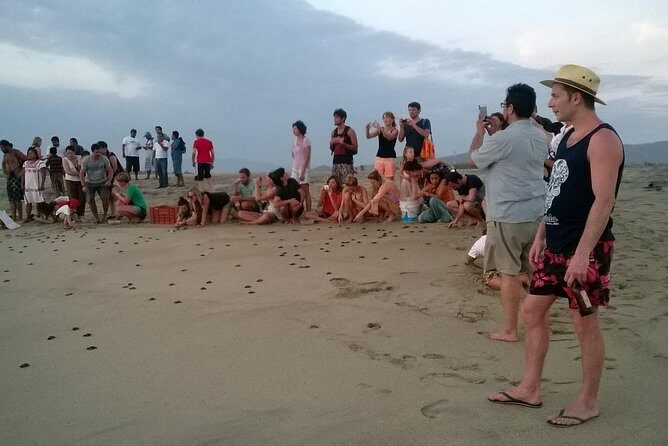 Preserving Baby Sea Turtles And Filling You With Energy In Bioluminescent Lights - Authentic Experiences and What Reviewers Say