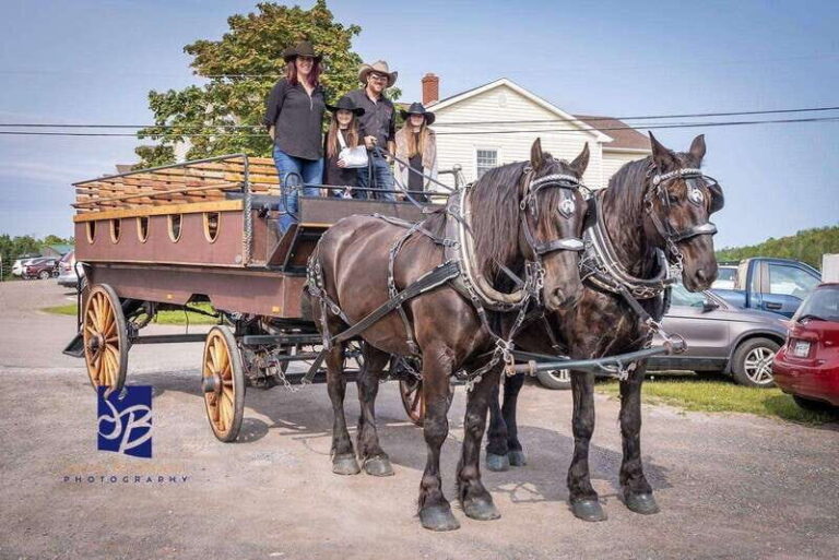 Prince Edward Island: Horse-Drawn Carriage Tour - The Value of This Experience