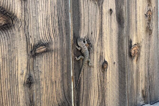 Private 1 Day Tour to Joshua Tree National Park - Exploring Joshua Tree’s Natural Wonders