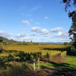 Private 5 day California Vineyards, Waves and Wine Tour - Who Would Love This Tour?