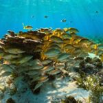 Private 6 Hours Yacht, Cancun to Isla Mujeres - The Experience in Detail