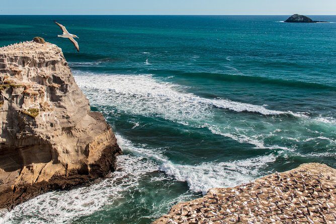 Private Auckland's West Coast - Piha/ Muriwai - Wild West Tour - Final Thoughts: Is It Worth It?