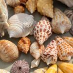 Private Barrier Island Shelling Tour - The Authentic Shelling Experience
