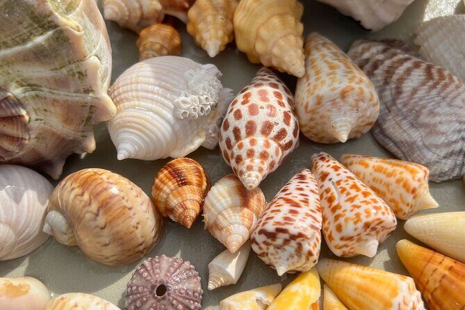 Private Barrier Island Shelling Tour - The Authentic Shelling Experience
