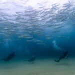 Private Beginner Scuba Diving Experience in Cabo San Lucas - Marine Life and Highlights