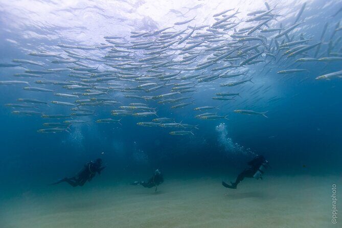 Private Beginner Scuba Diving Experience in Cabo San Lucas - Marine Life and Highlights