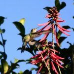 Private Birdwatching Tour in Sian Ka'an Muyil - Why This Tour Offers Great Value