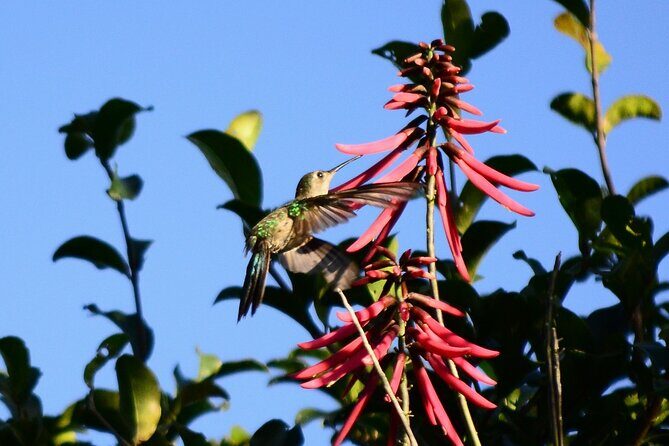 Private Birdwatching Tour in Sian Ka'an Muyil - Why This Tour Offers Great Value