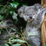 Private Blue Mountains Tour | Waterfalls, Koalas & Views - The Logistics and Value