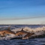 Private Boat Tour Dolphins Sunsets Shell Island and Snorkeling - The Experience: What to Expect