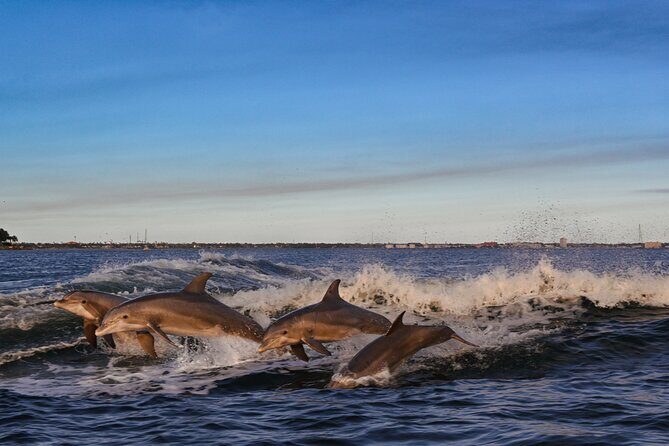 Private Boat Tour Dolphins Sunsets Shell Island and Snorkeling - The Experience: What to Expect