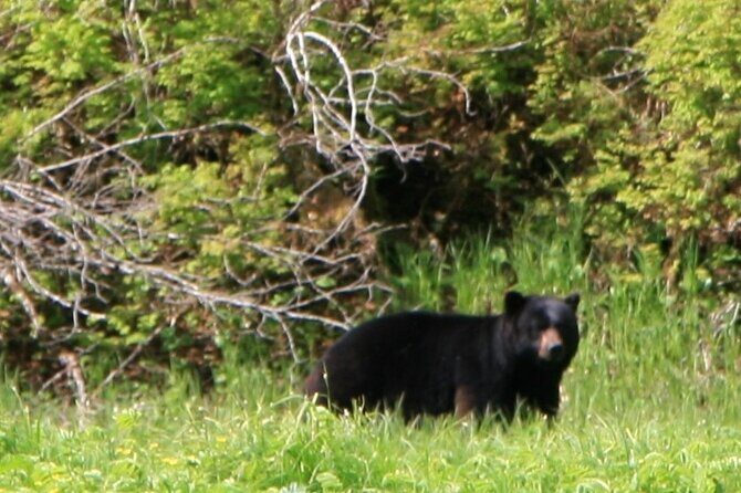 Private Boat Tour of Misty Fjords from Ketchikan - Detailed Breakdown of the Itinerary