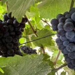 Private car tour in Sedona and Verde Valley experience - Discovering Sedona and Verde Valley: A Practical Guide