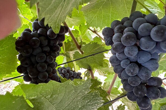 Private car tour in Sedona and Verde Valley experience - Discovering Sedona and Verde Valley: A Practical Guide