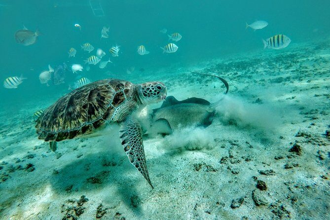 Private Cenote & Snorkeling Tour with Turtles in Akumal - Pricing and Value