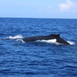 Private Charter Humpback Whale Watching & Dolphin Search - Who This Tour Is Best For