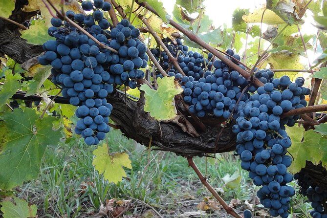 Private Custom-Made Niagara Falls Wine, Beer, and Spirits Tour - Final Thoughts: Who Is This Tour Best For?