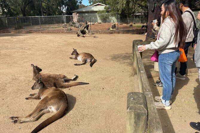 Private Day Trip to Featherdale, Scenic World and Three Sisters - What We Love About This Tour