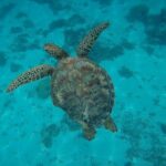Private Discovery of the Marine Fauna of Moorea - Why This Tour Offers Excellent Value