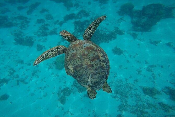 Private Discovery of the Marine Fauna of Moorea - Why This Tour Offers Excellent Value