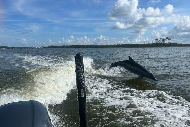 Private Dolphin Sightseeing Excursion - Who Should Book This Tour?