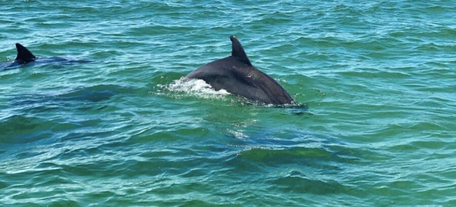 Private Dolphin Tour with Secluded Beach/Snorkel Stop - Why This Tour Works Well