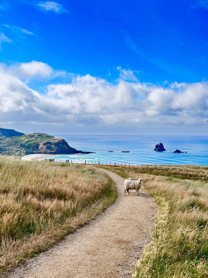 Private Dunedin City Highlights and Otago Peninsula Day Tour - Who Will Love This Tour?
