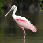 Private Everglades 10,000 Islands Photo and Birding Boat Safari - The Sum Up