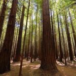 Private Full-Day Rotorua Tour from Auckland - Exploring the Itinerary: A Closer Look