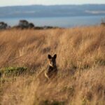 Private Great Ocean Road - The Ultimate Aussie Adventure - Who Is This Tour Best For?