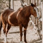 Private Guided Equine Meditation in Baja California - The Cost & Value