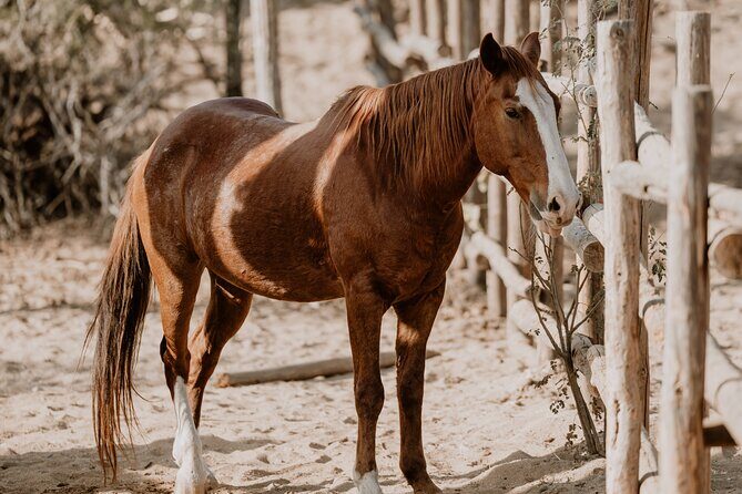 Private Guided Equine Meditation in Baja California - The Cost & Value