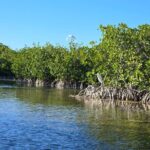 Private Guided Mangrove Eco-Tour Adventure - Real Experiences Highlighted