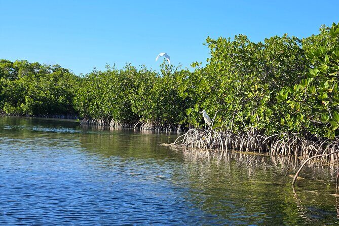 Private Guided Mangrove Eco-Tour Adventure - Real Experiences Highlighted