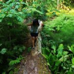 Private Guided Rainforest Hike in Victoria - The Sum Up