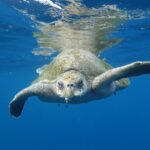 Private Guided Snorkeling in Cabo San Lucas - Snorkeling Equipment and Refreshments