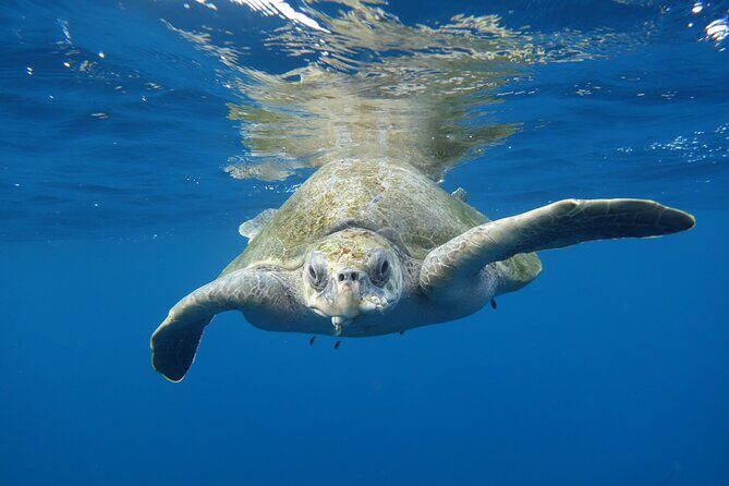 Private Guided Snorkeling in Cabo San Lucas - Snorkeling Equipment and Refreshments
