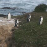 Private Guided Tour of Dunedin City Heritage and Unique Wildlife and Scenery - FAQ