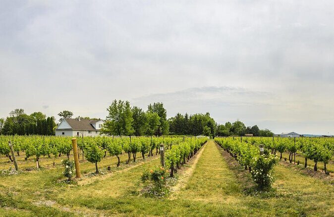 Private Half-Day Custom Wine Tasting Tour of Niagara-on-the-Lake - Authentic Insights from Reviewers