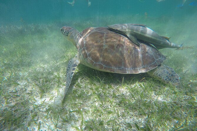Private Half Day Swim with Turtles and Cenote - The Tour Breakdown: What to Expect